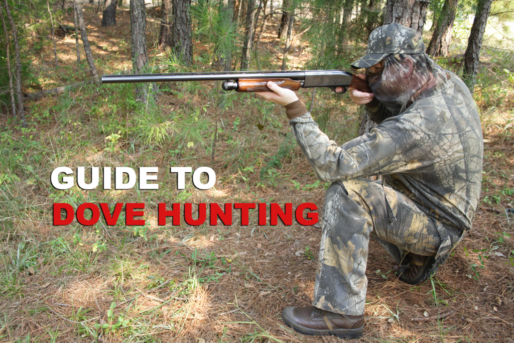 How to Dove Hunt | The Basics for Beginners